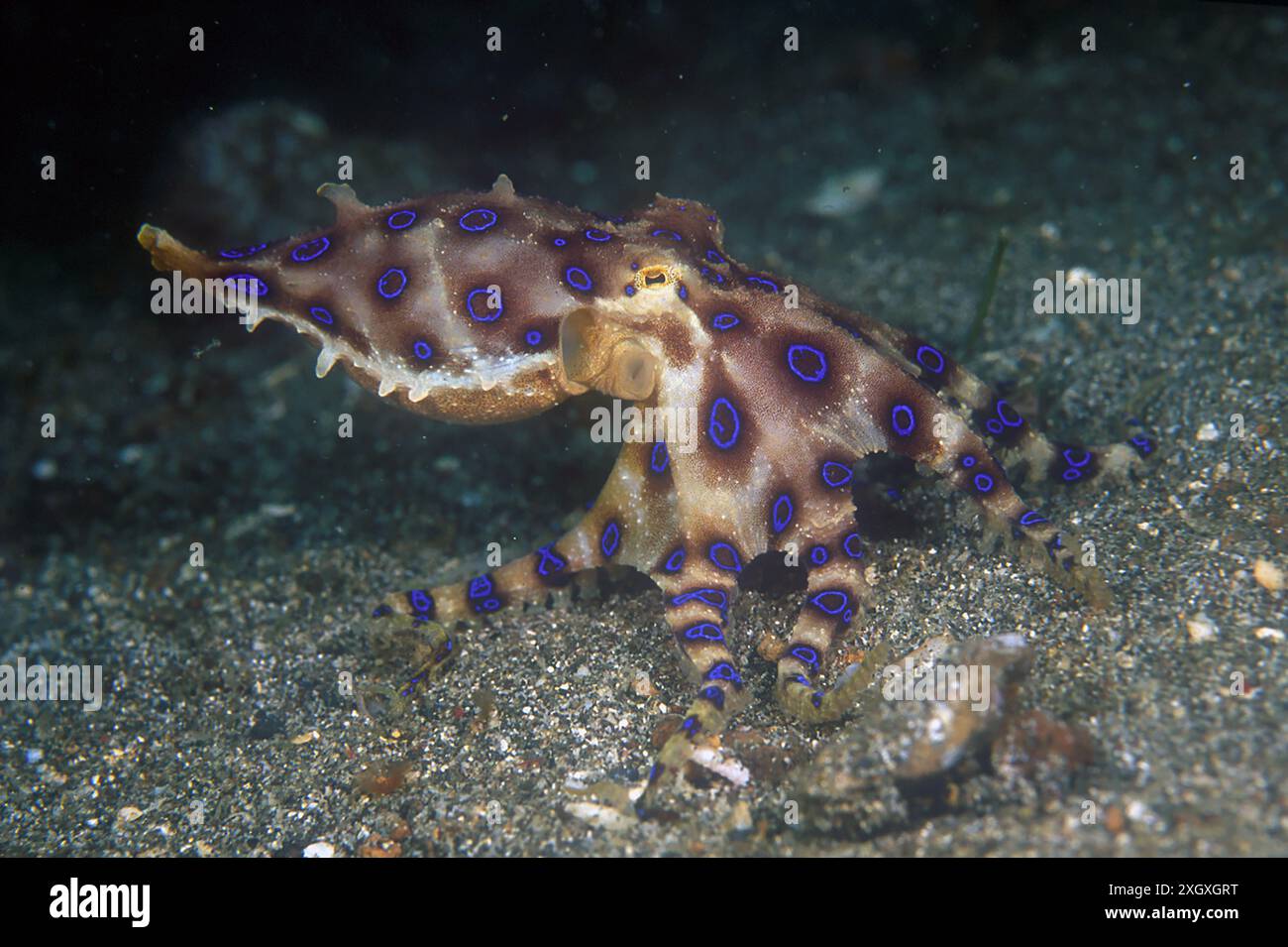 Blue-ringed Octopus, Hapalochlaena sp, Pantai Parigi dive site, Lembeh ...