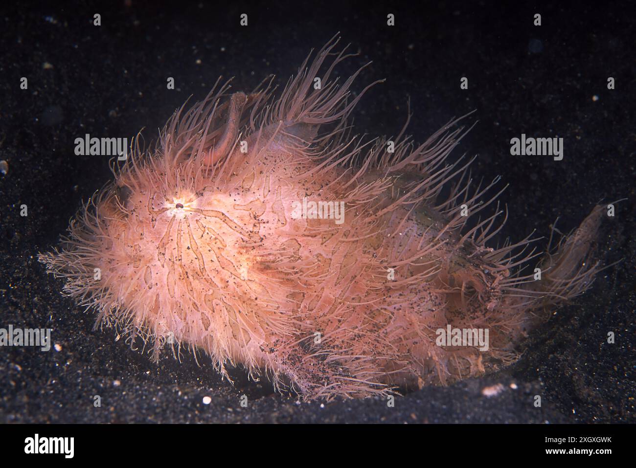 Close up hairy frogfish hi-res stock photography and images - Alamy