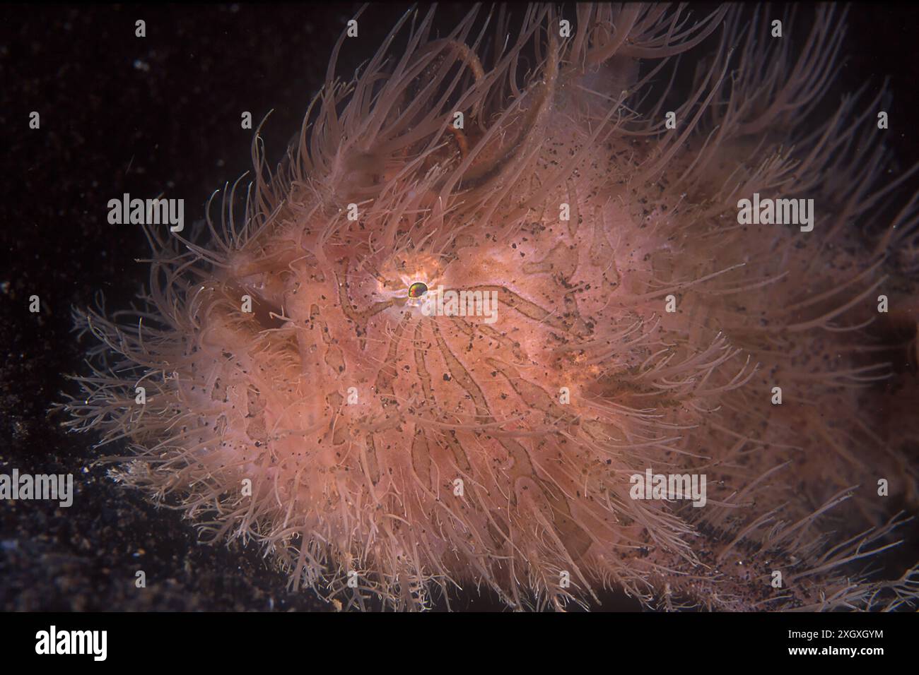 Close up hairy frogfish hi-res stock photography and images - Alamy