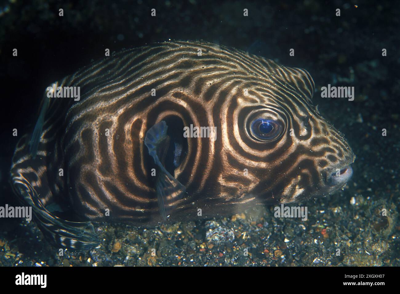 Juvenile Reticulated Puffer, Arothron reticularis, Police Pier dive ...