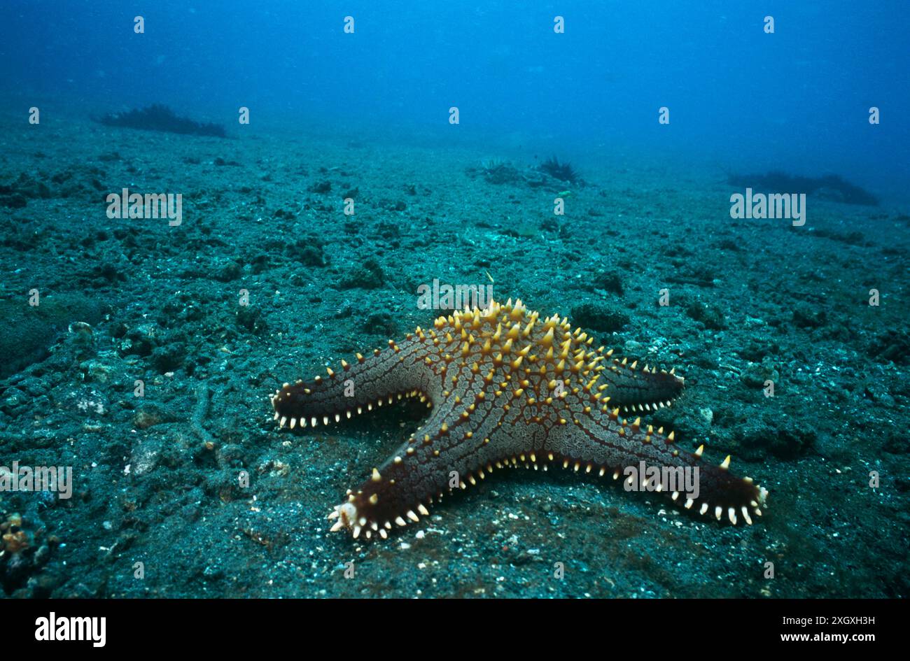 Honeycomb Sea Star, Pentaceraster alveolatus, Jahir dive site, Lembeh ...