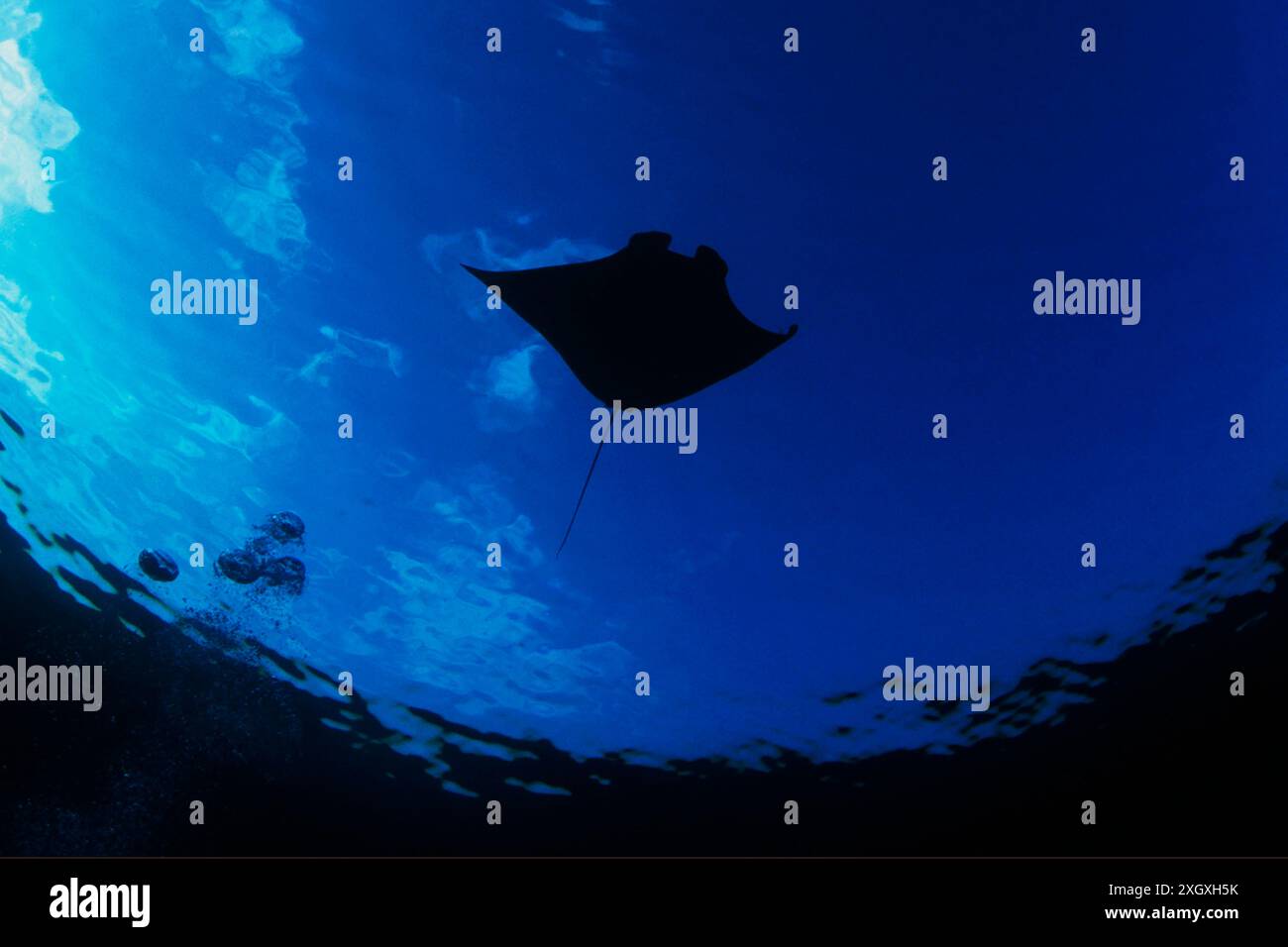 Reef Manta Ray, Mobula alfredi, Vulnerable, and Snell's window due to ...