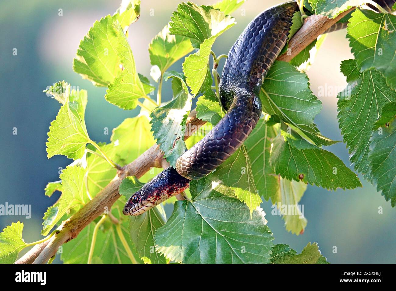 Tree climbing snakes hi-res stock photography and images - Alamy