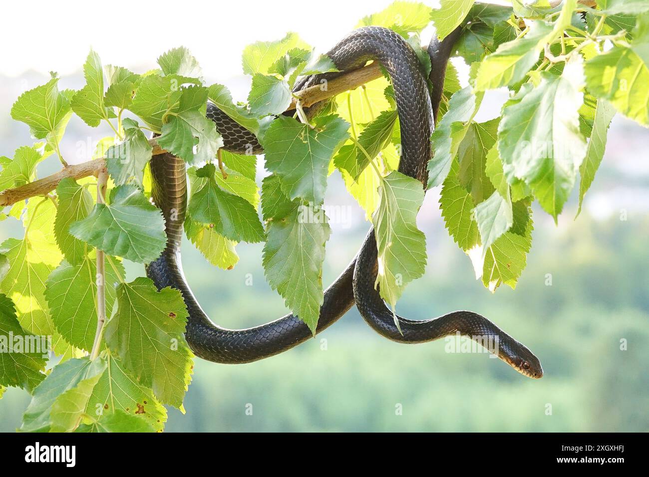 Tree climbing snakes hi-res stock photography and images - Alamy