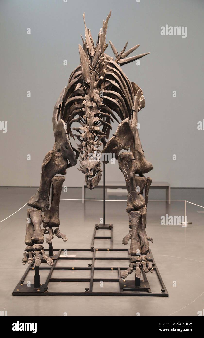 New York, New York, USA. 10th July, 2024. Apex the Stegosaurus, a 150 ...