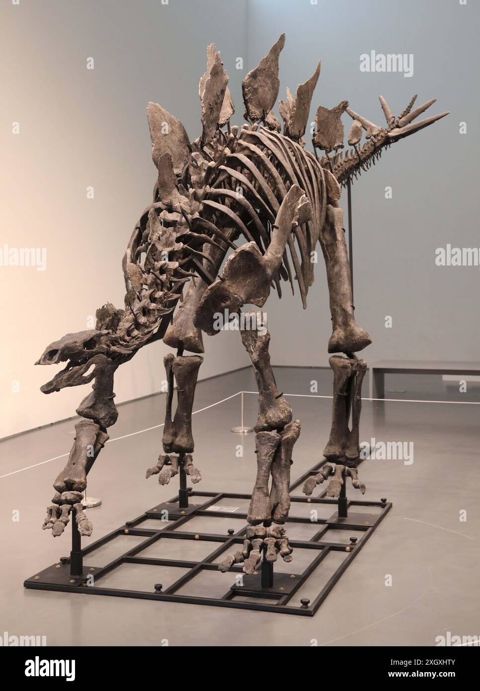 New York, New York, USA. 10th July, 2024. Apex the Stegosaurus, a 150 ...