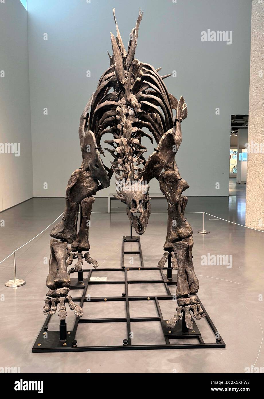New York, New York, USA. 10th July, 2024. Apex the Stegosaurus, a 150 ...