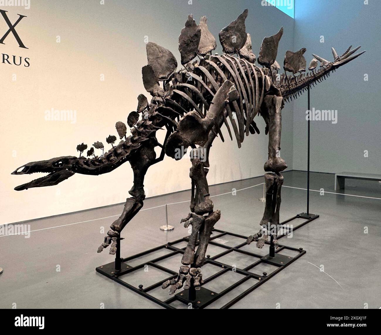 New York, New York, USA. 10th July, 2024. Apex the Stegosaurus, a 150 ...