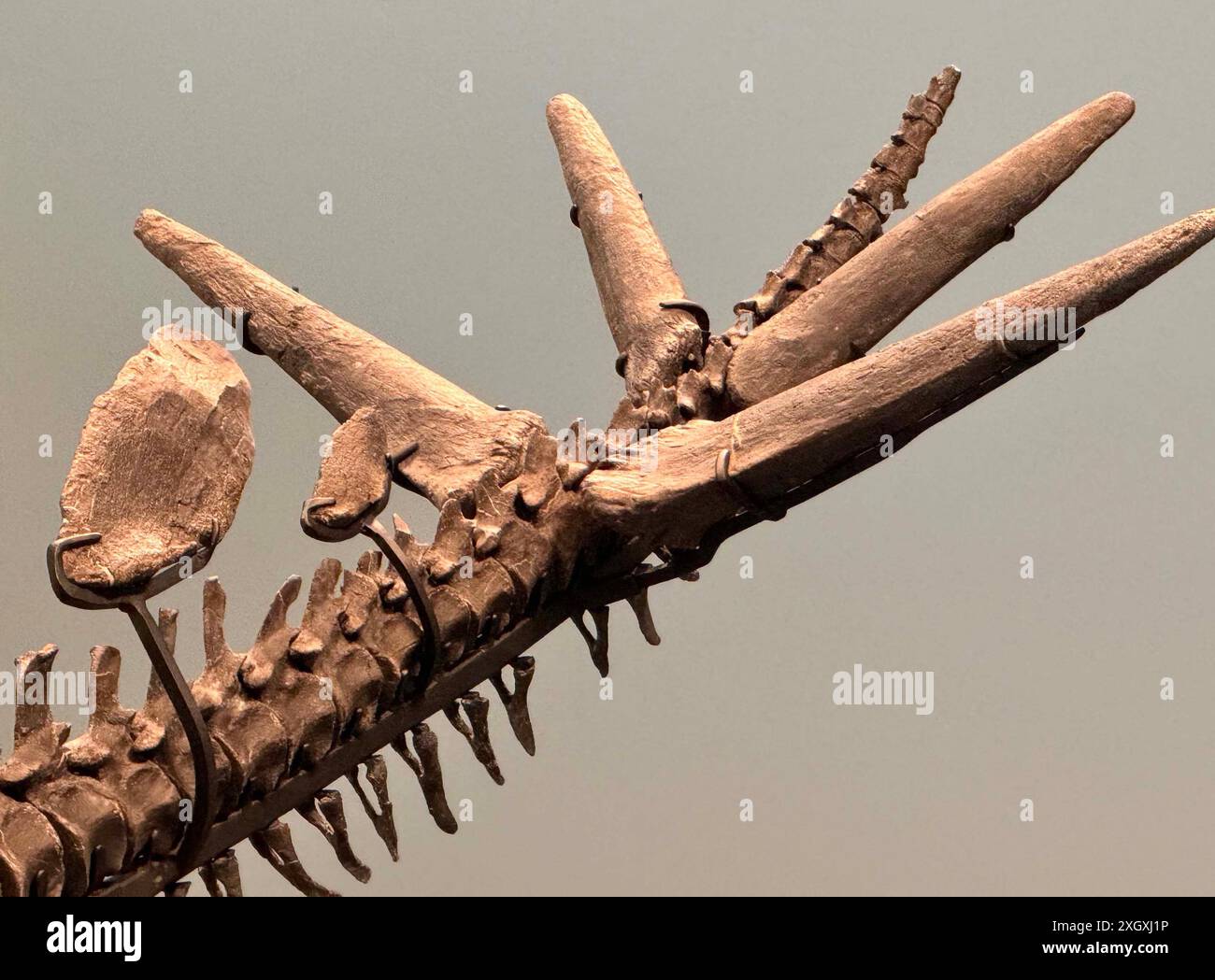 New York, New York, USA. 10th July, 2024. A detail view of the tail of ...
