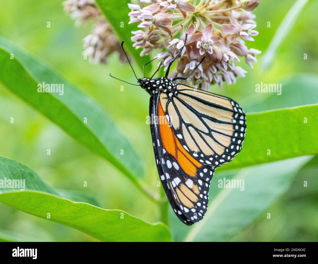 Monarch butterfly (Danaus Plexippus) feeding on common milkweed in ...