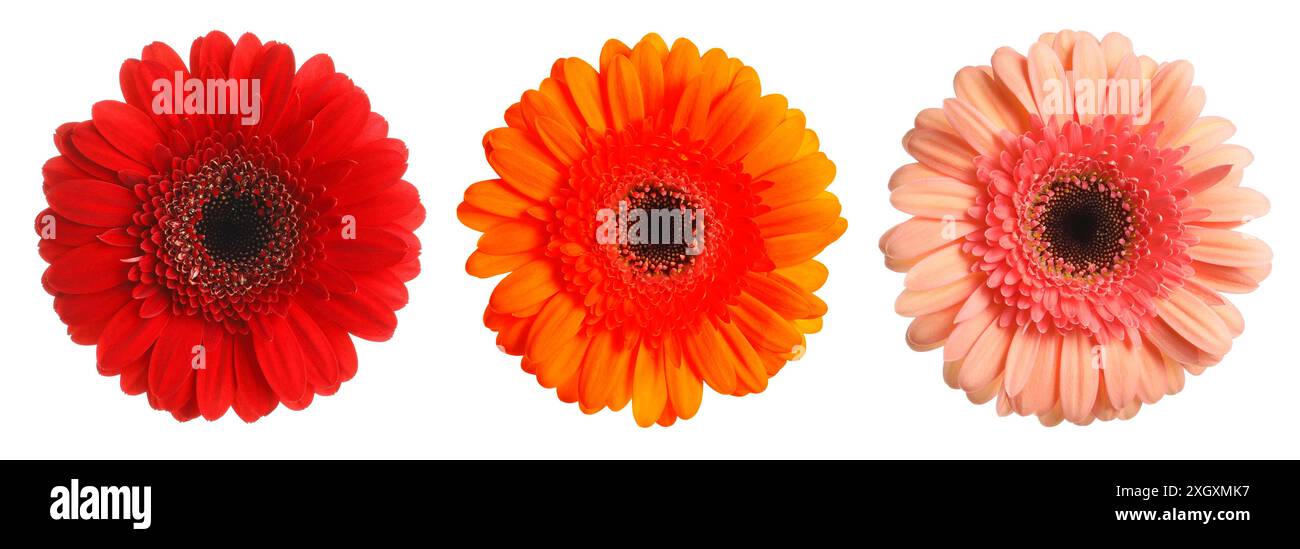 Three beautiful gerbera flowers isolated on white, set Stock Photo - Alamy