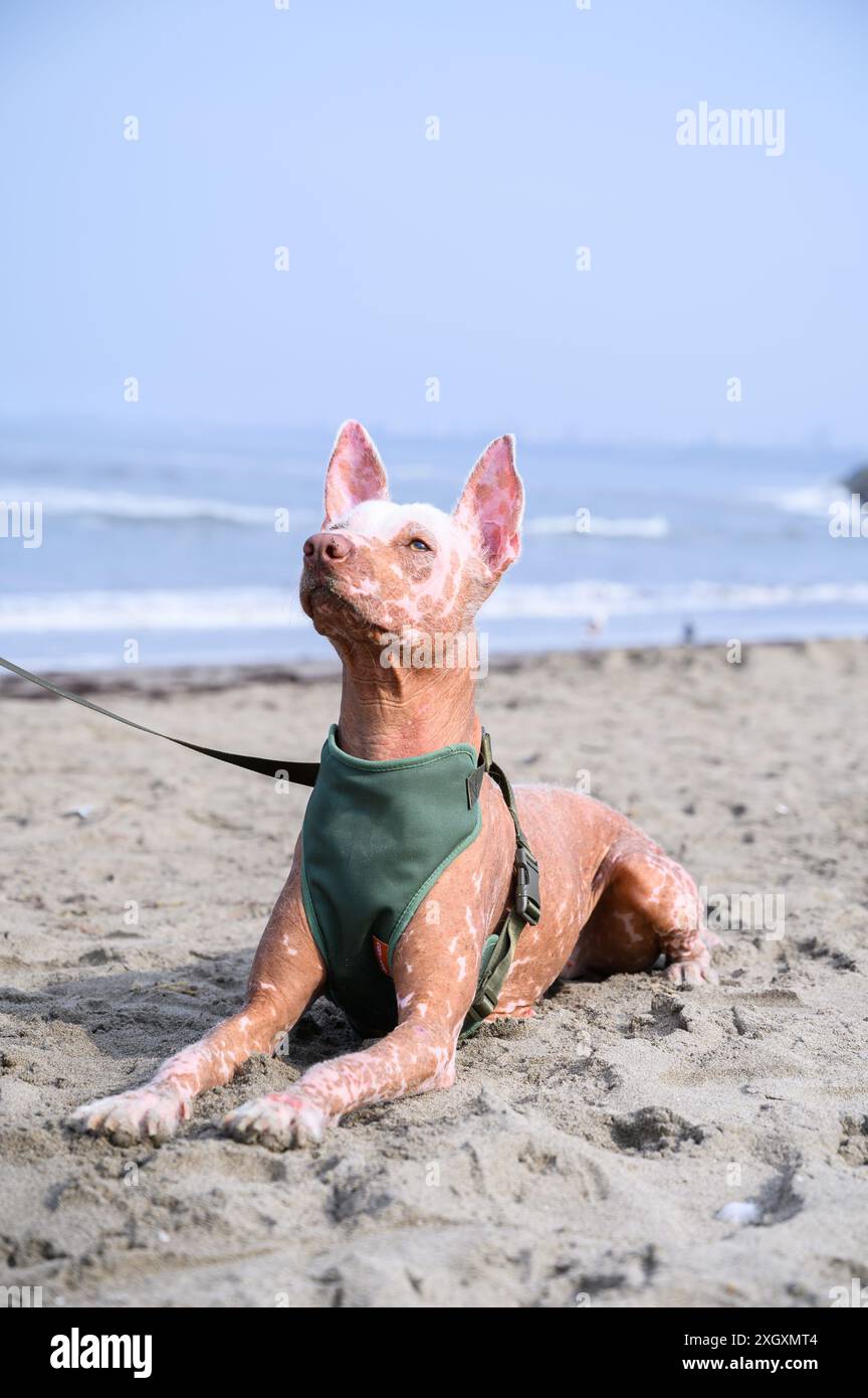 Purebred hairless xoloitzcuintli mexican hi-res stock photography and ...