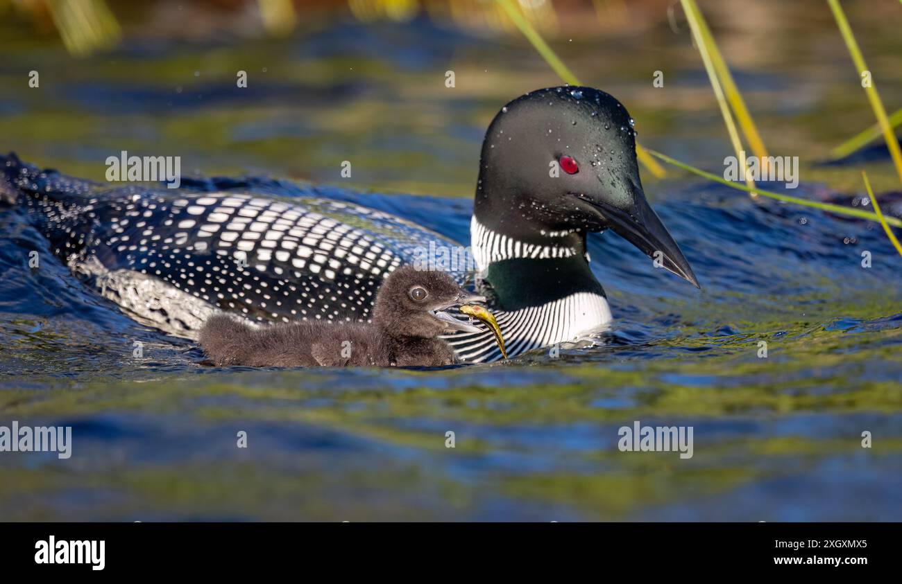 Common loon in Maine at sunrise Stock Photo - Alamy