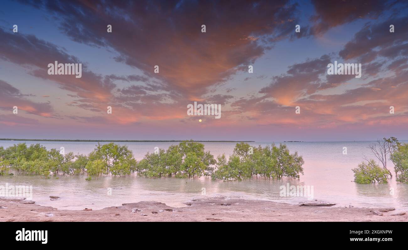 Young mangrove plants along shore in shallow calm ocean at sunrise with ...