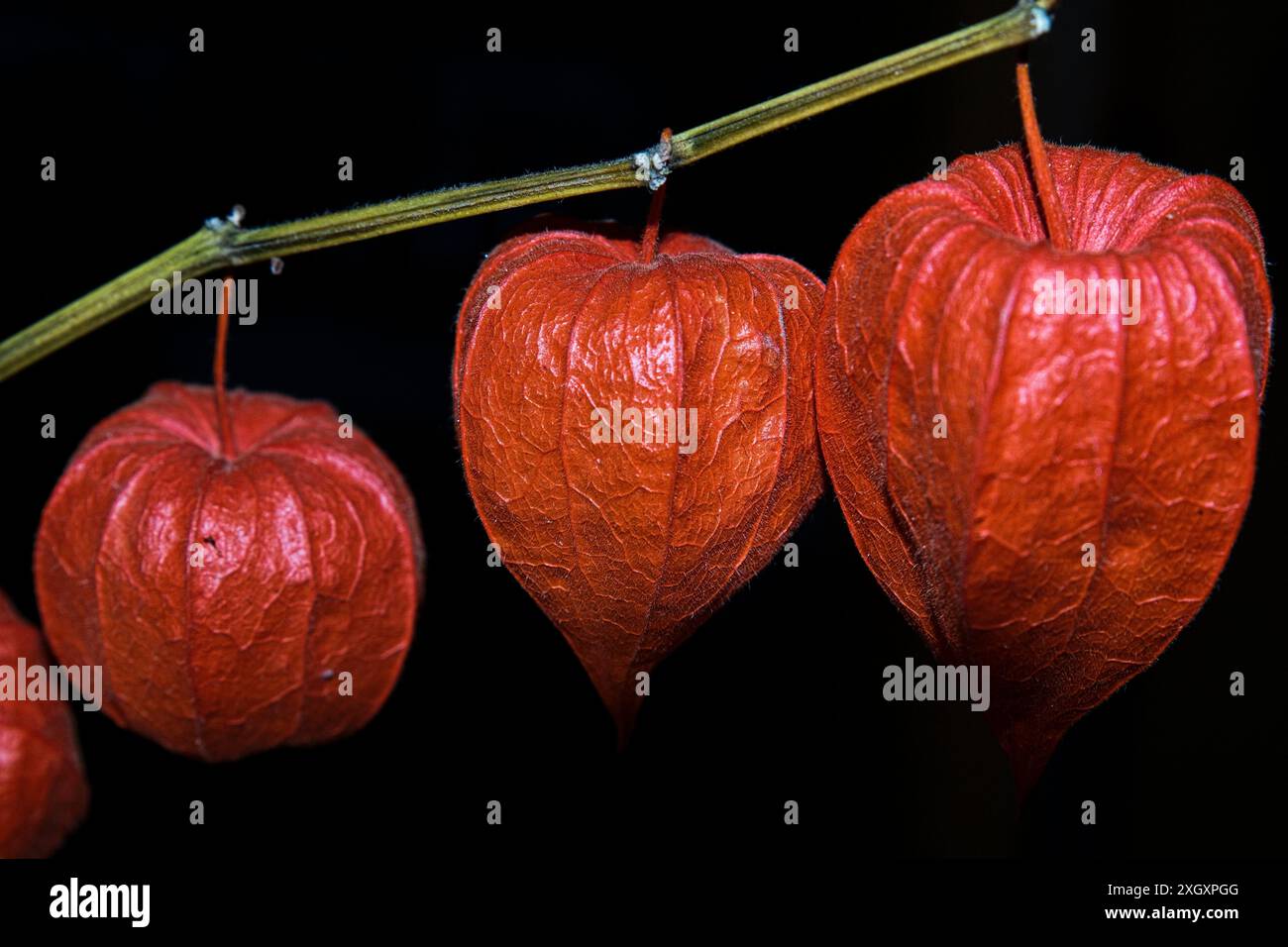 Flumig behaart hi-res stock photography and images - Alamy