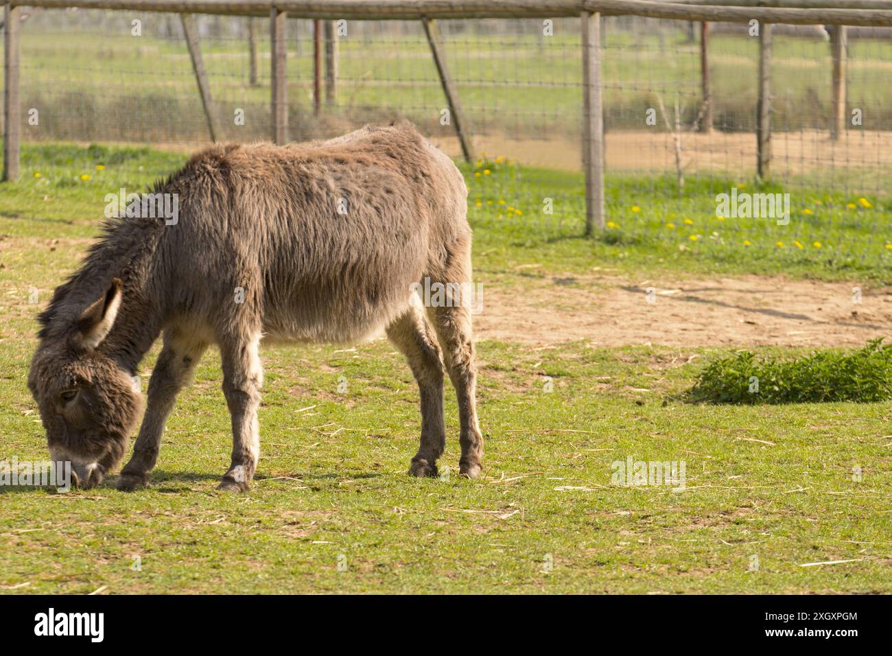 Esel symbol hi-res stock photography and images - Alamy