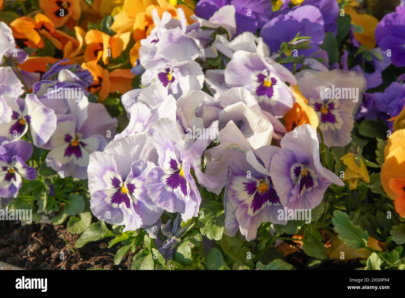 Veilchengewachse violaceae hi-res stock photography and images - Alamy