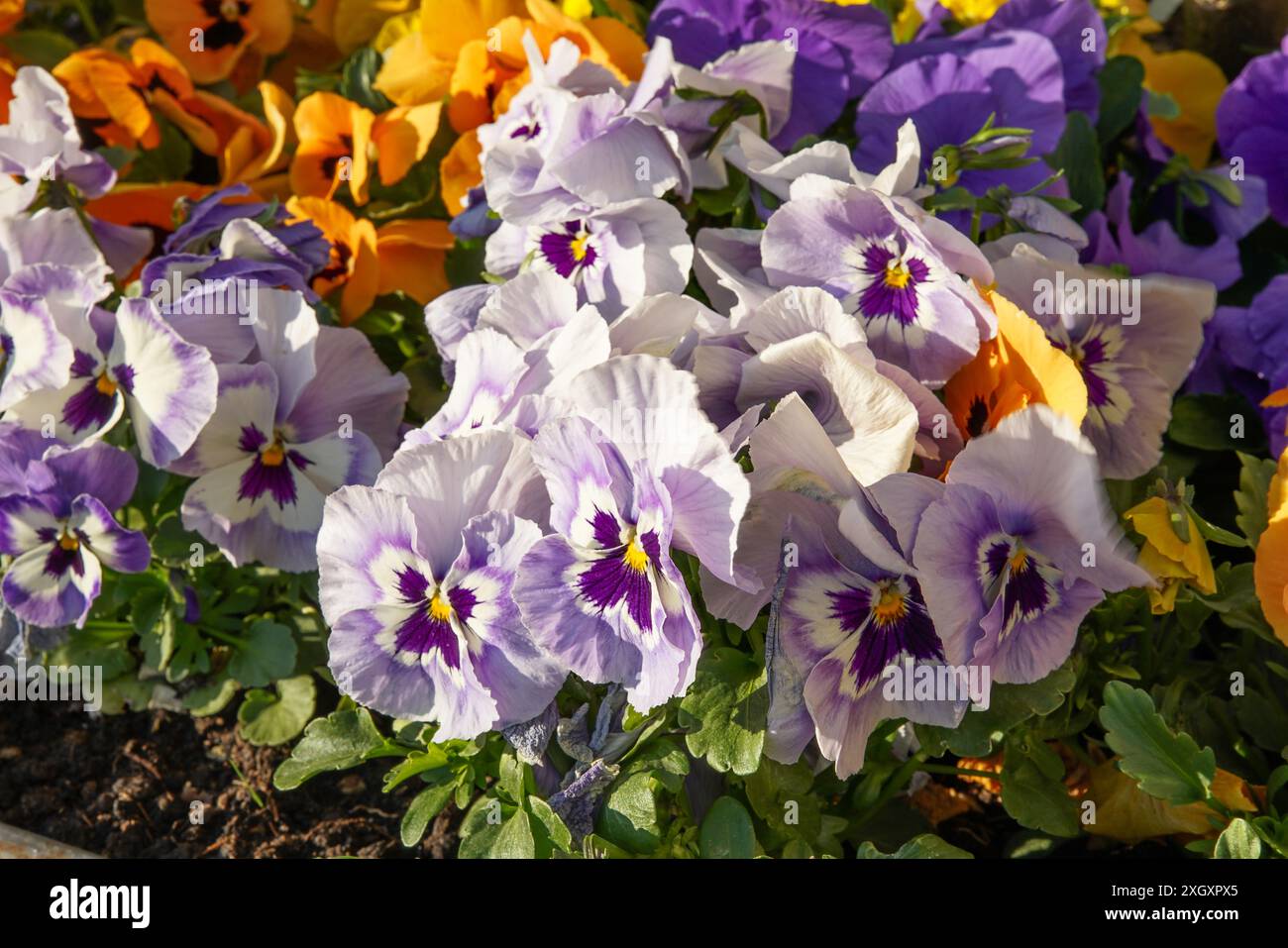 Veilchengewachse violaceae hi-res stock photography and images - Alamy