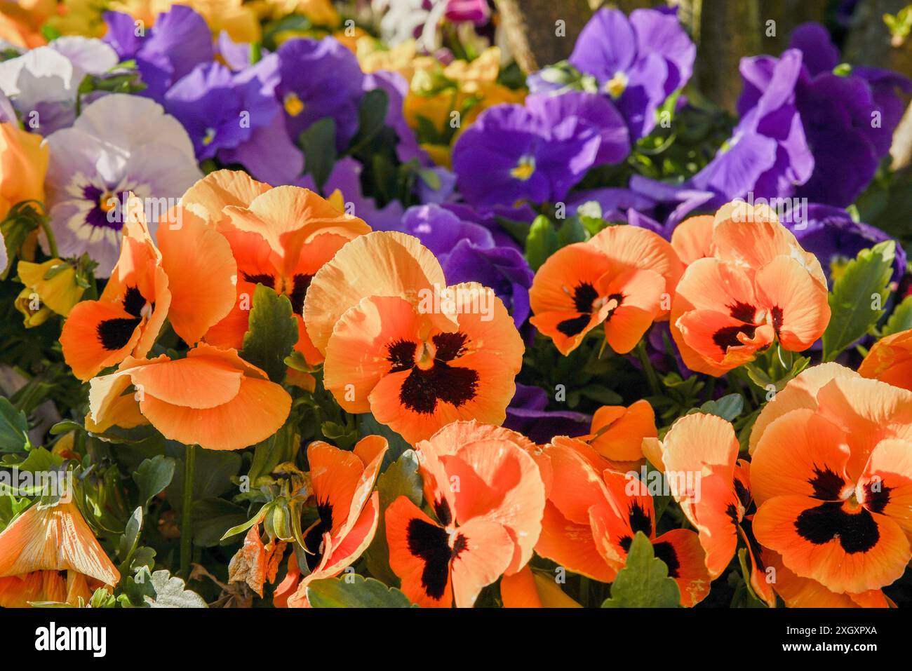 Veilchengewachse violaceae hi-res stock photography and images - Alamy