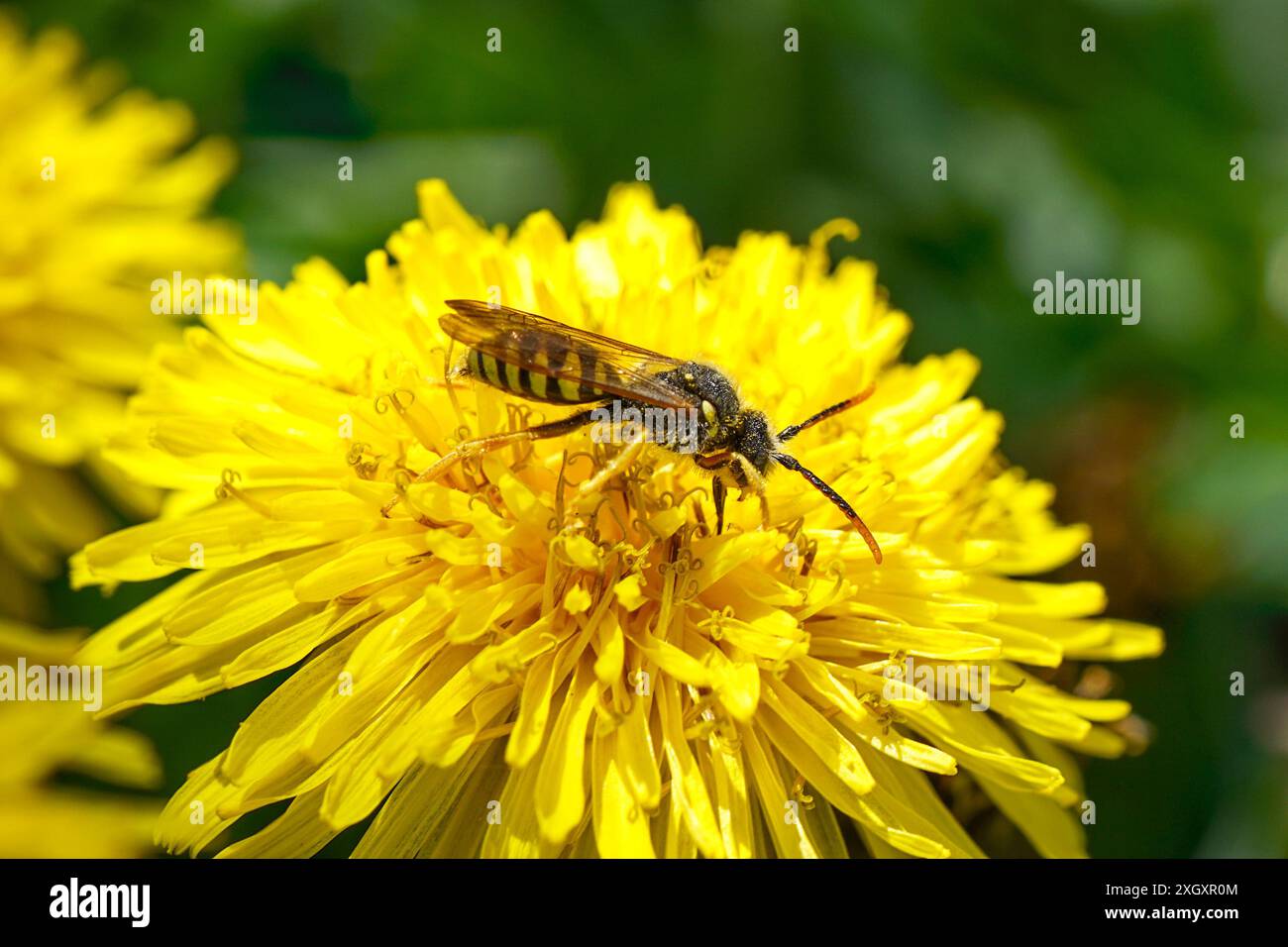 Deutsche tee hi-res stock photography and images - Alamy