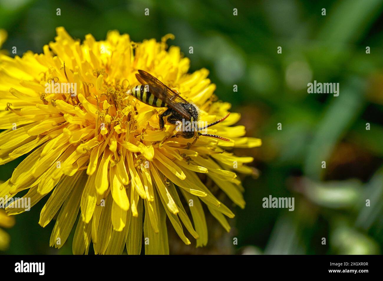 Deutsche tee hi-res stock photography and images - Alamy