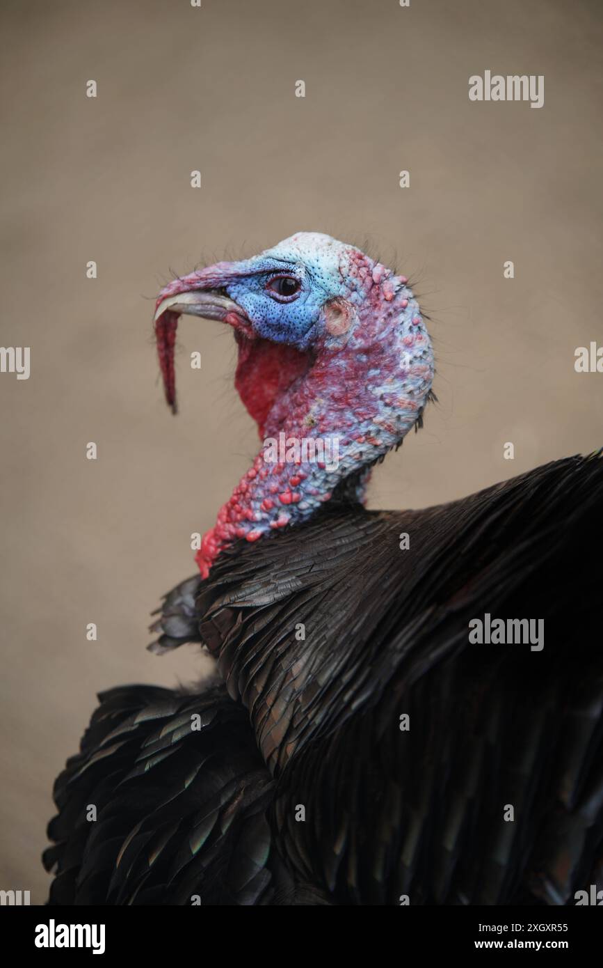 Truthahn hi-res stock photography and images - Alamy