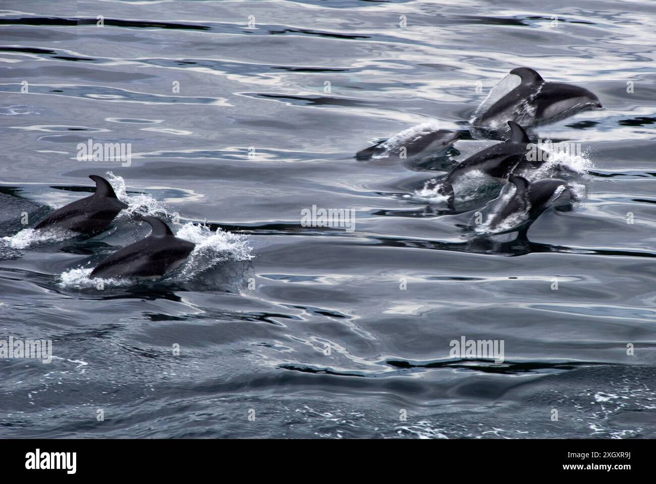 Dall’s porpoises hi-res stock photography and images - Alamy