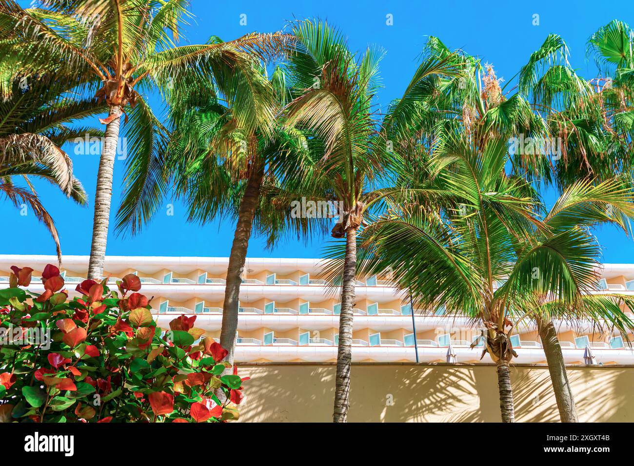 Palm trees in front of a resort. Hotel and palm trees, perfect tropical ...