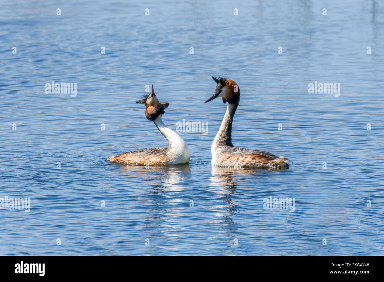 Crested grebe in the water in a courtship dance Stock Photo - Alamy
