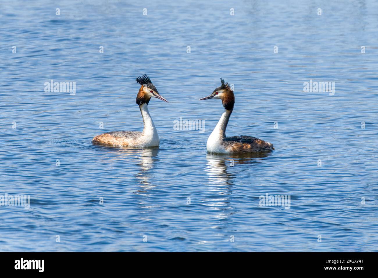 Crested grebe in the water in a courtship dance Stock Photo - Alamy