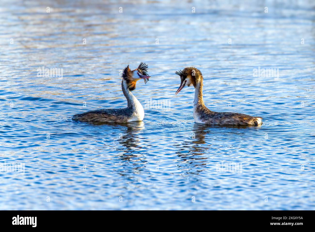 Crested grebe in the water in a courtship dance Stock Photo - Alamy