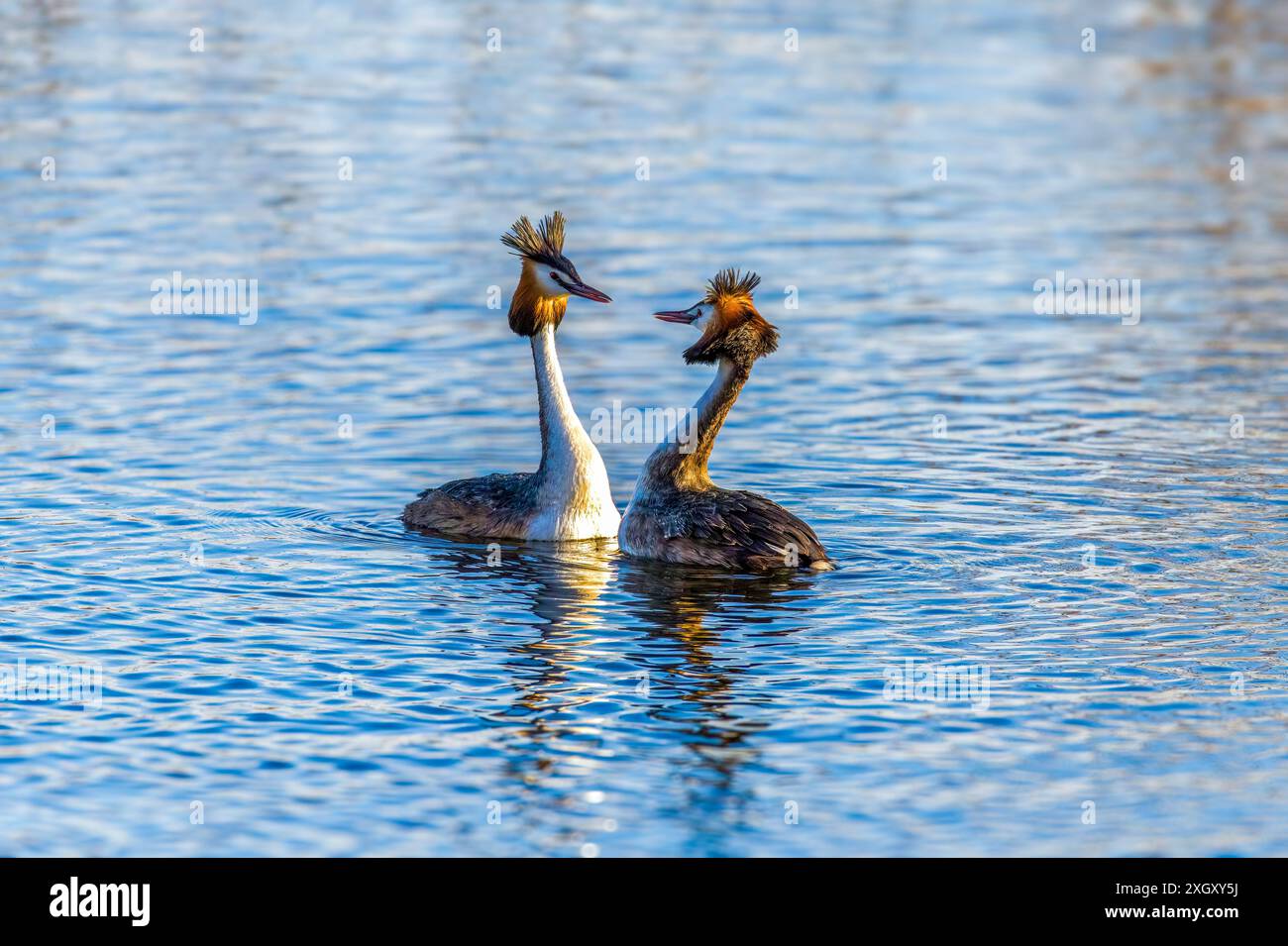 Crested grebe in the water in a courtship dance Stock Photo - Alamy