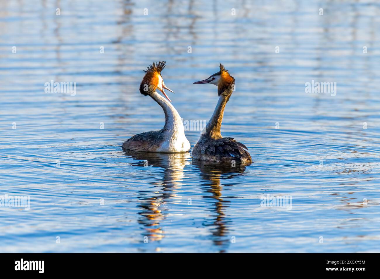 Crested grebe in the water in a courtship dance Stock Photo - Alamy