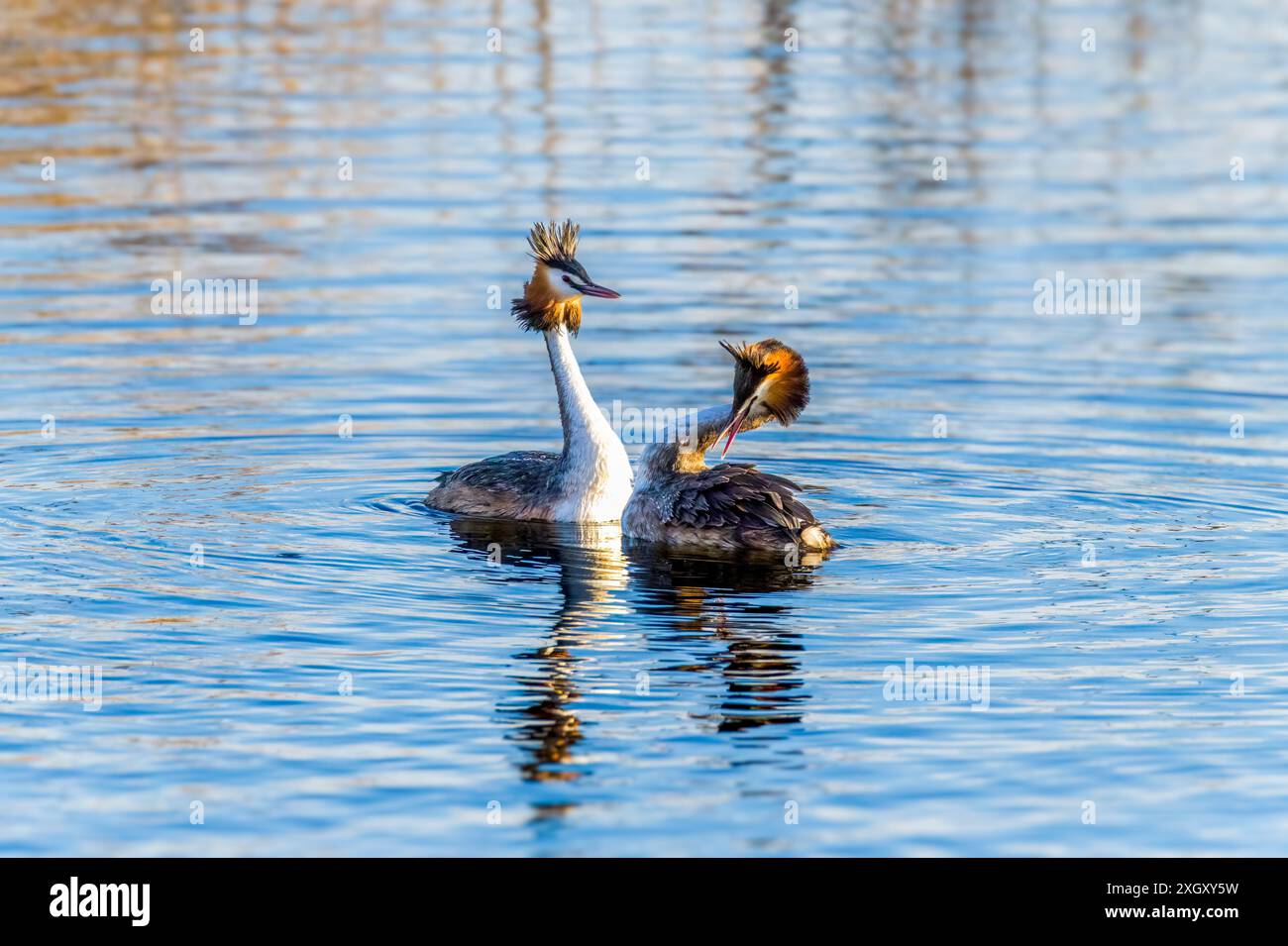 Crested grebe in the water in a courtship dance Stock Photo - Alamy