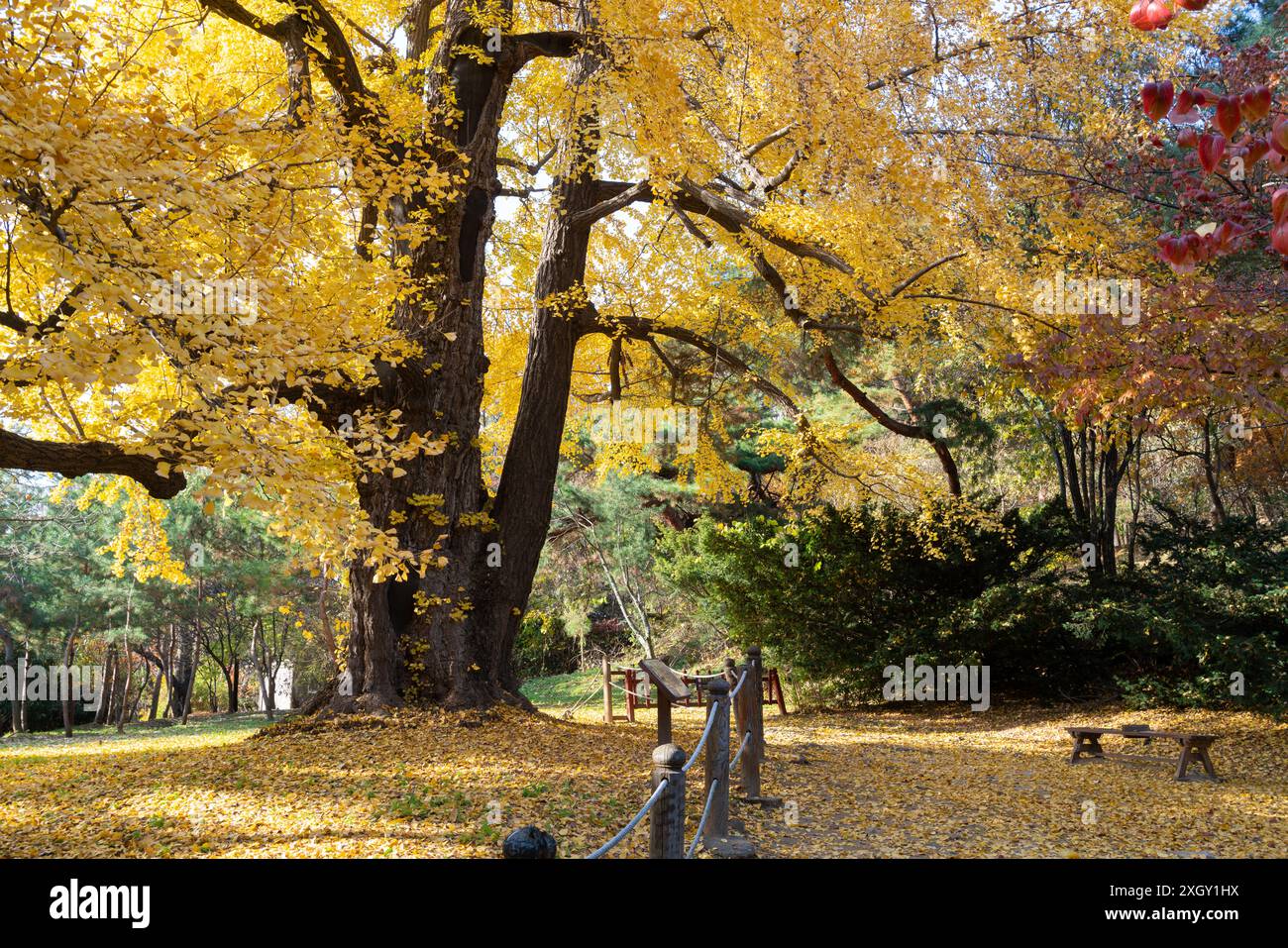 Jeongneung royal tombs hi-res stock photography and images - Alamy