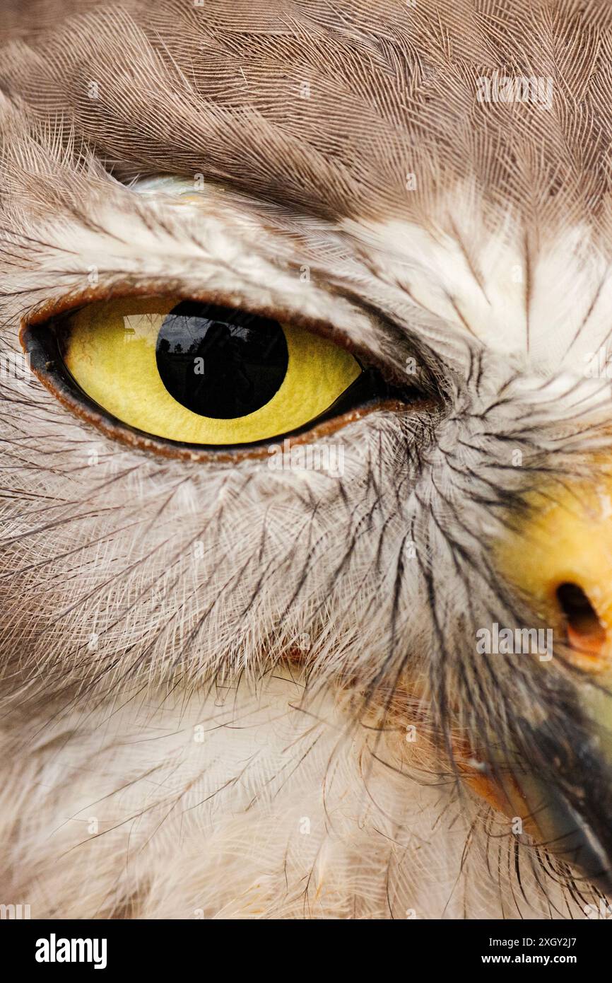 The barking owl or barking boobook, also known as the winking owl, is a ...