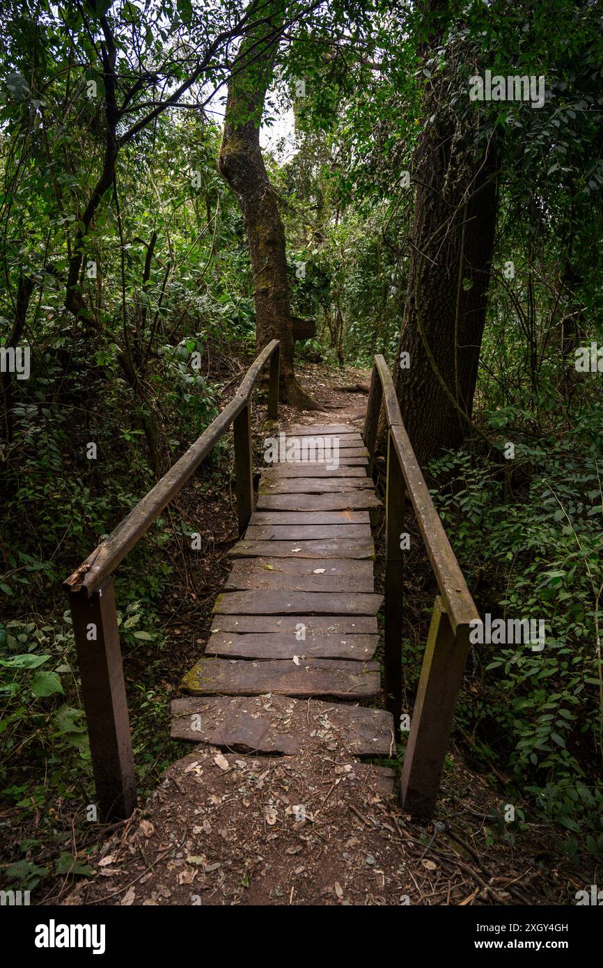 small wooden plank bridge crossing a stream in the jungle Stock Photo ...