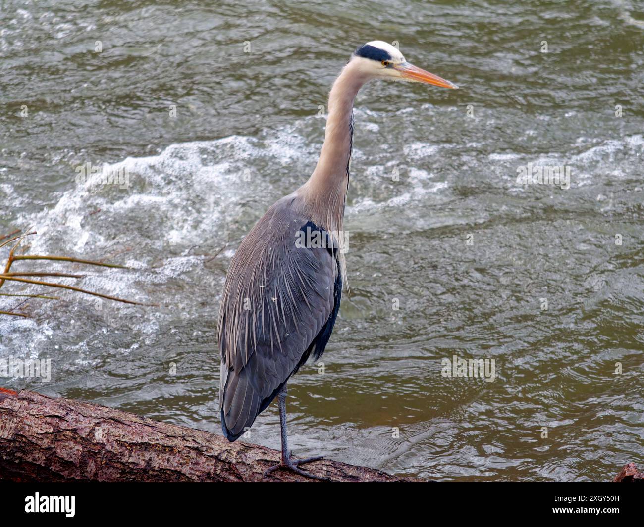Gray heron stands on one leg on a log in a river Stock Photo - Alamy