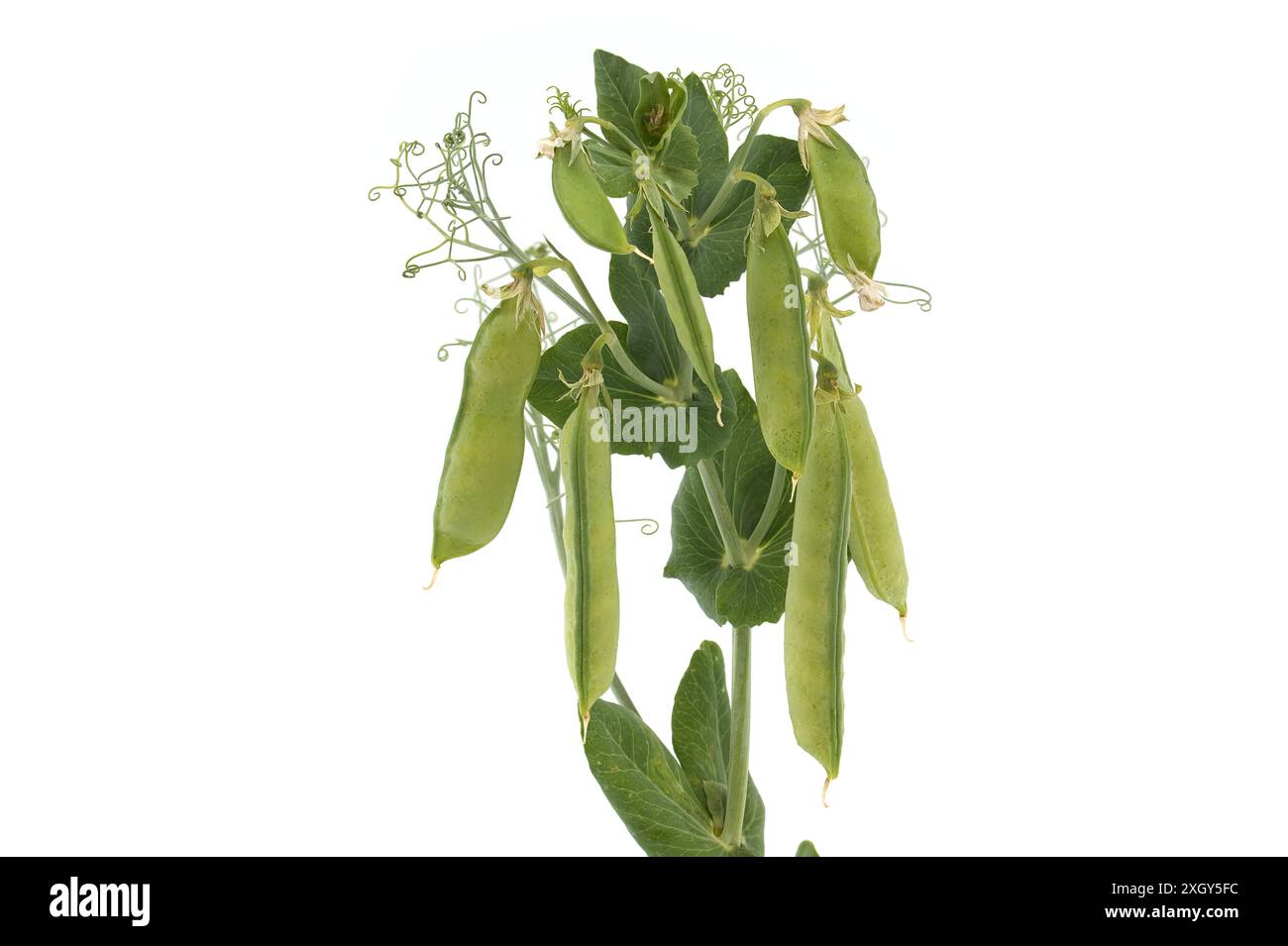 Detailed image of a fresh green pea plant showing pods, leaves, and ...