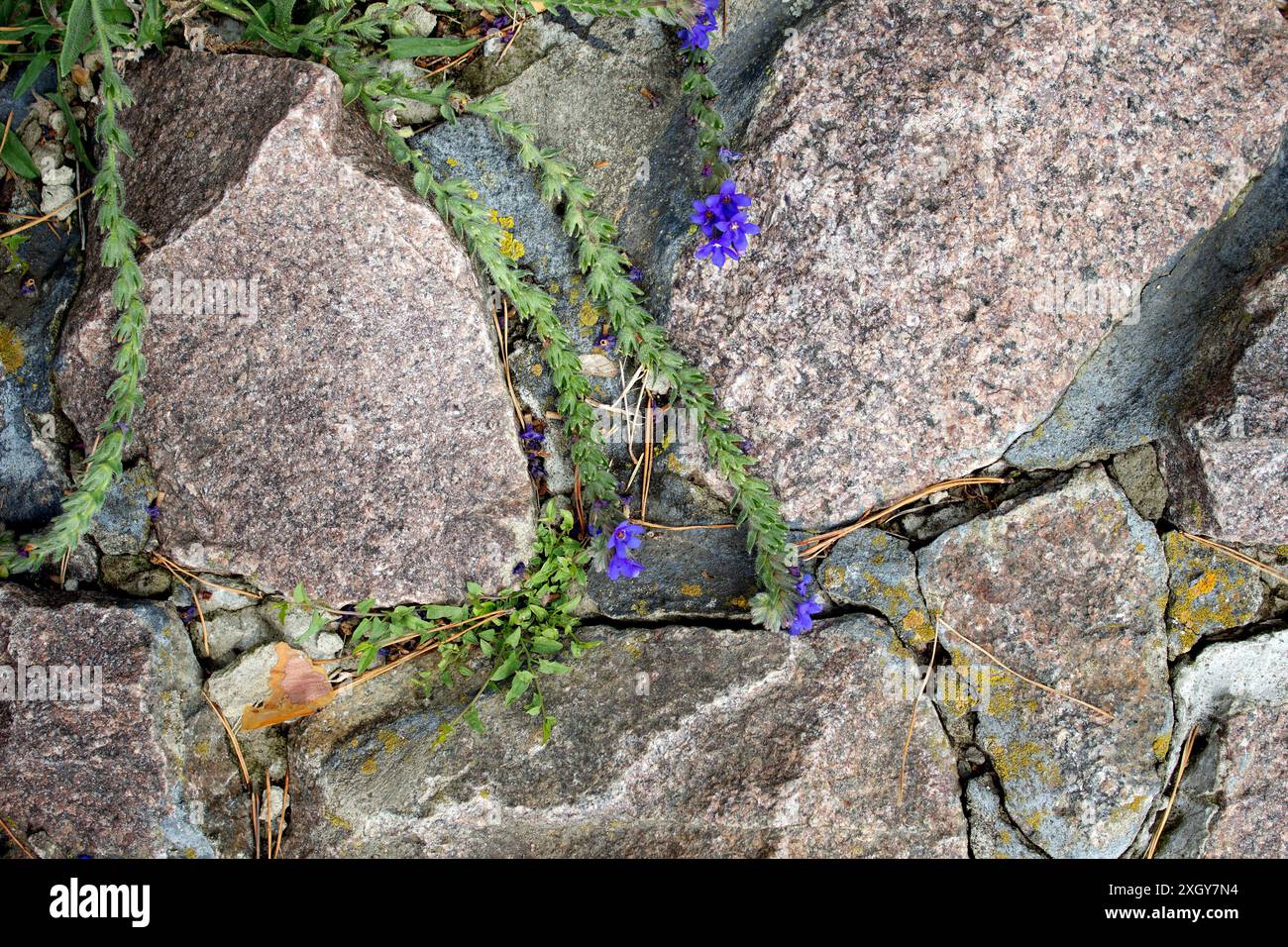 Crushed rock close up. Small rocks ground. Crushed stone road building ...