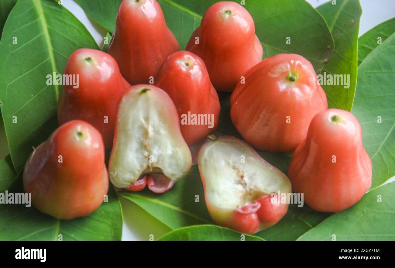 Thongsamsi water guava or fresh red water guava photographed with a ...