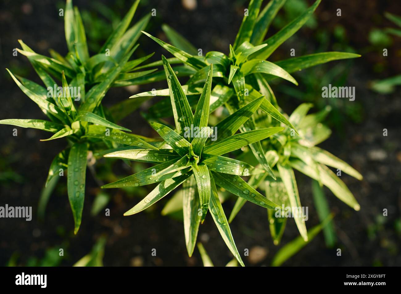 Top view of garden plants or flowers with long narrow leaves of green ...