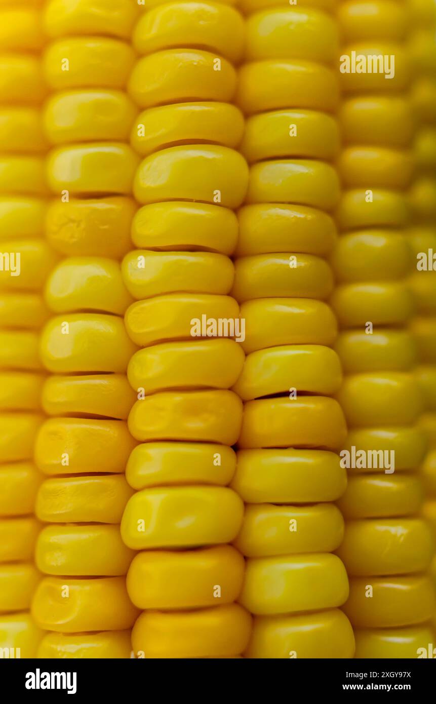 Corn seeds texture, macro, close up of raw yellow corn grains ...
