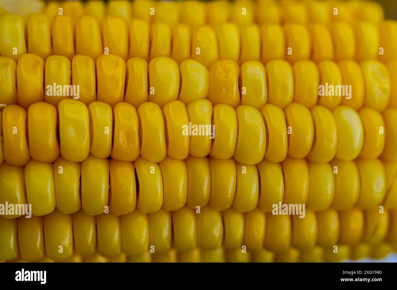 Corn seeds texture, macro, close up of raw yellow corn grains ...