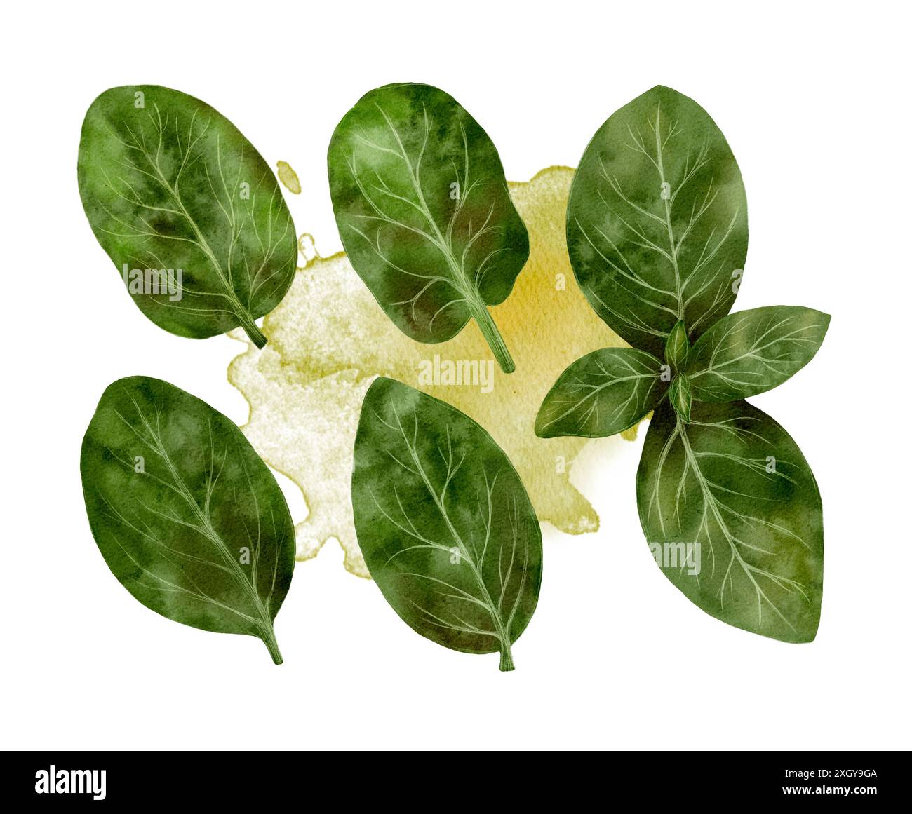 Hand-painted spinach and basil leaves in watercolor style with white ...