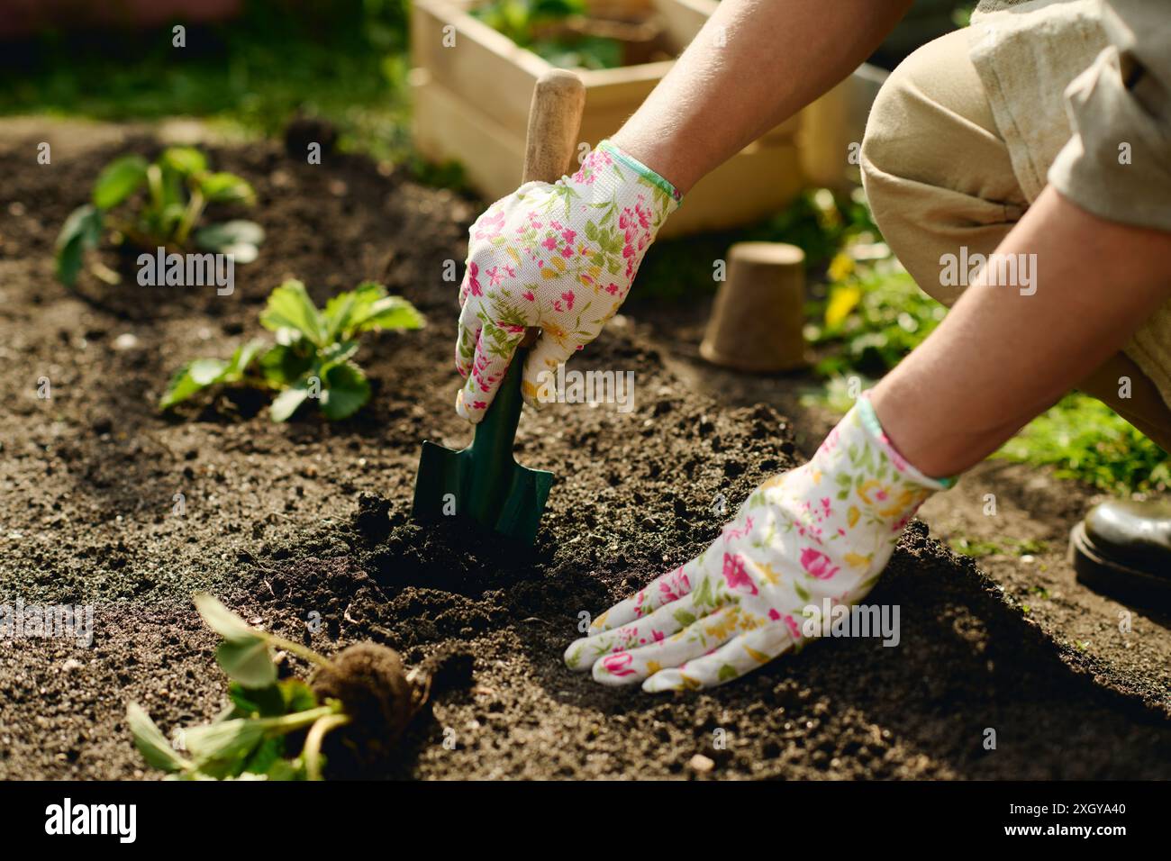 Hands of female farmer digging soil with garden shovel while preparing ...