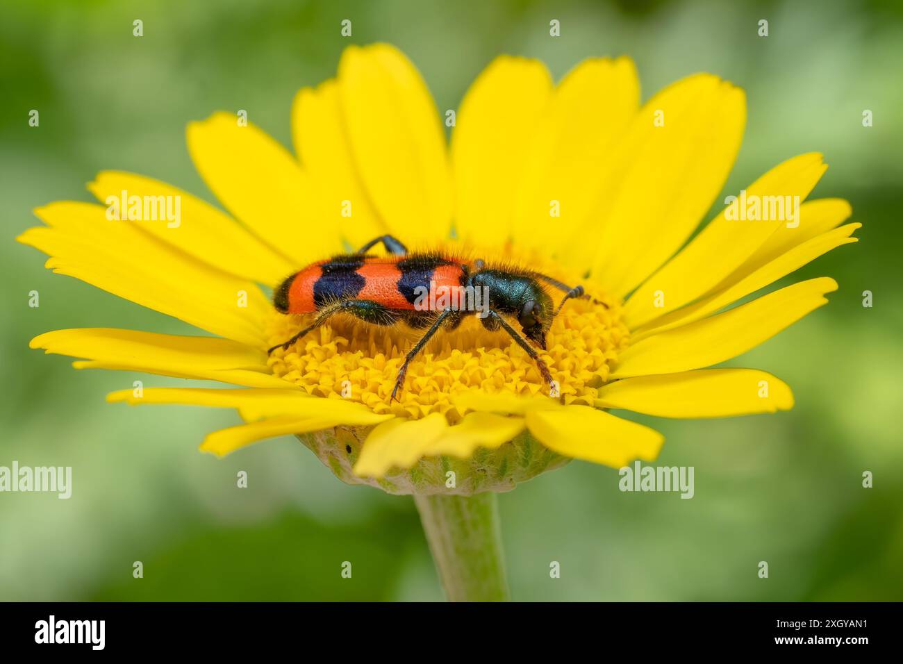 Bee Beetle - Trichodes apiarius, small beautiful colored beetle from ...