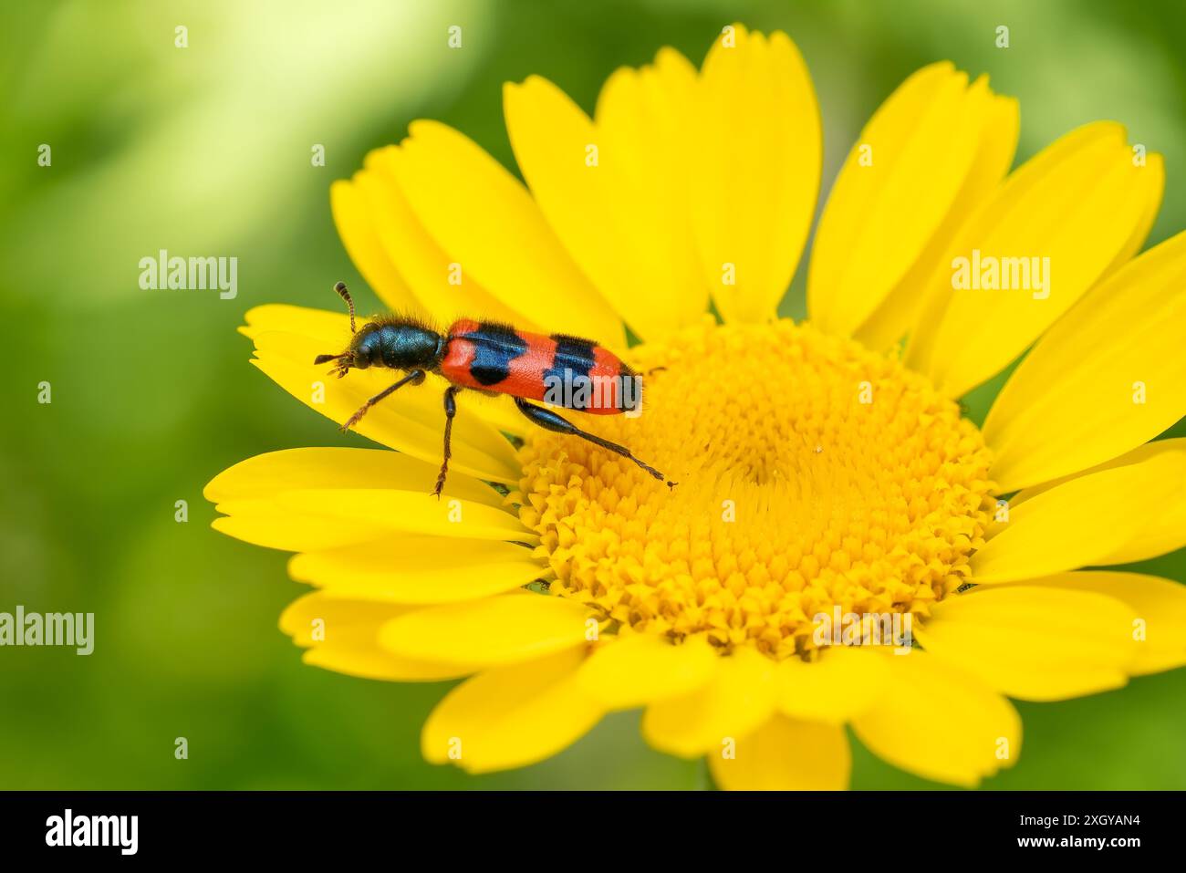 Bee Beetle - Trichodes apiarius, small beautiful colored beetle from ...