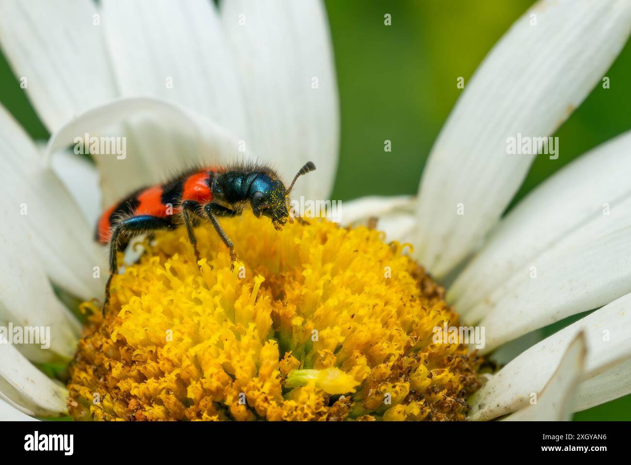 Bee Beetle - Trichodes apiarius, small beautiful colored beetle from ...