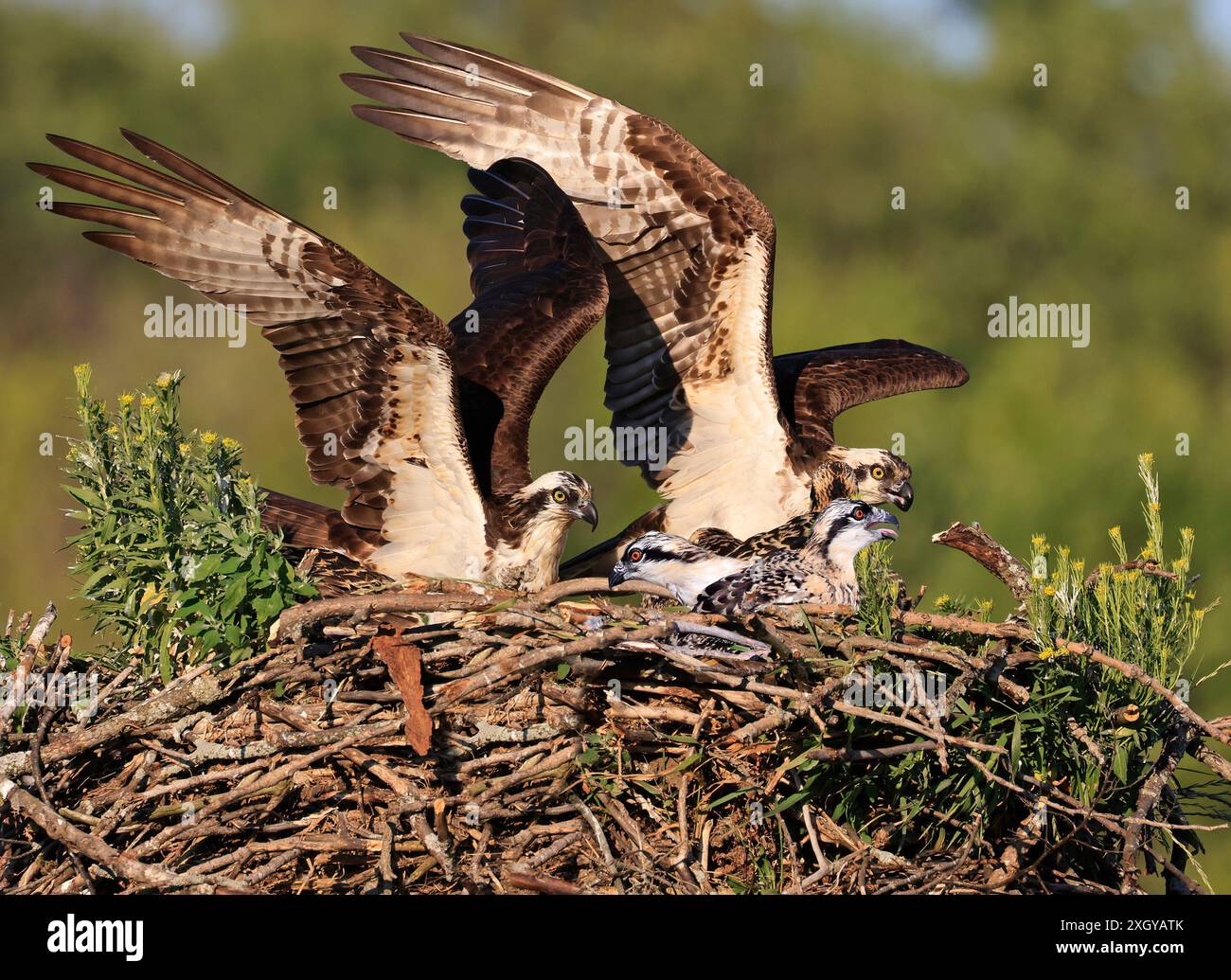 Osprey family into the nest, Quebec, Canada Stock Photo - Alamy